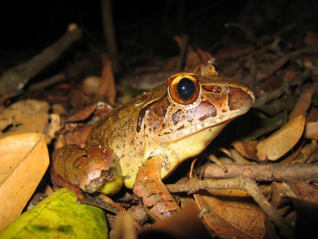 Hop in to help Find a Frog - Gympie Today