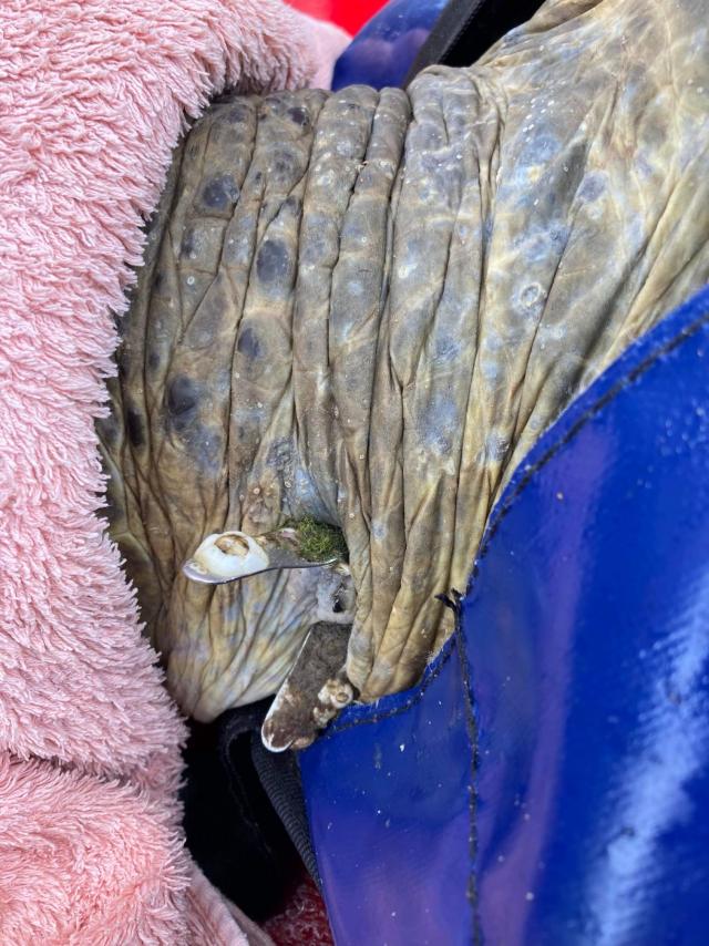 Speargun wounded turtle 'reprehensible act' - Gympie Today