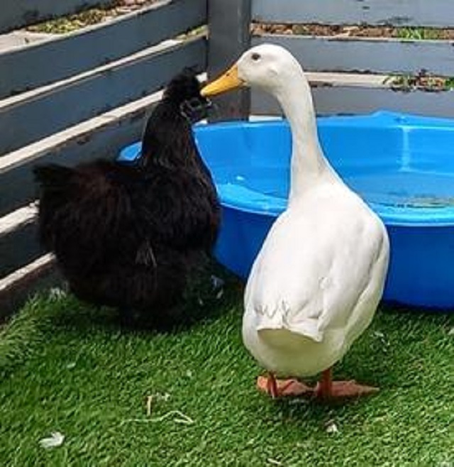 Fur and feathers at RSPCA - Gympie Today