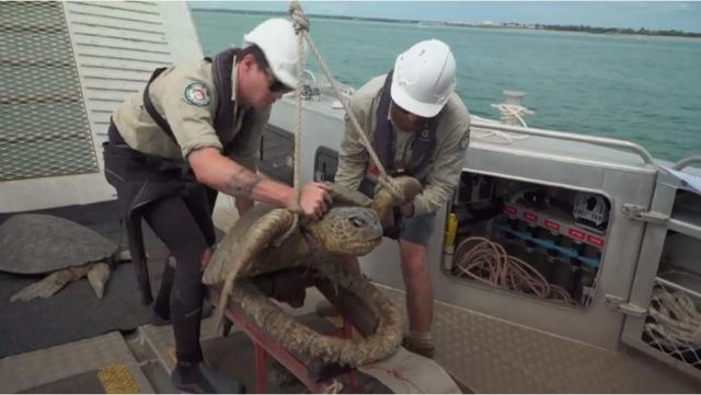 Scientists wrangle turtles in research 'rodeo' - Gympie Today