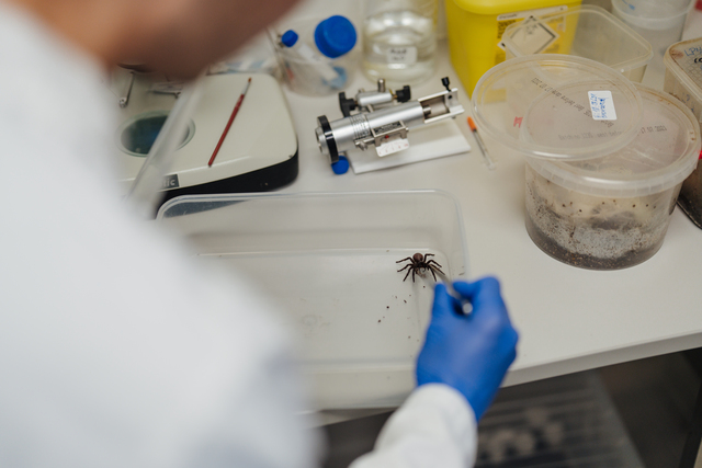 Spider venom developing into insecticide - Gympie Today