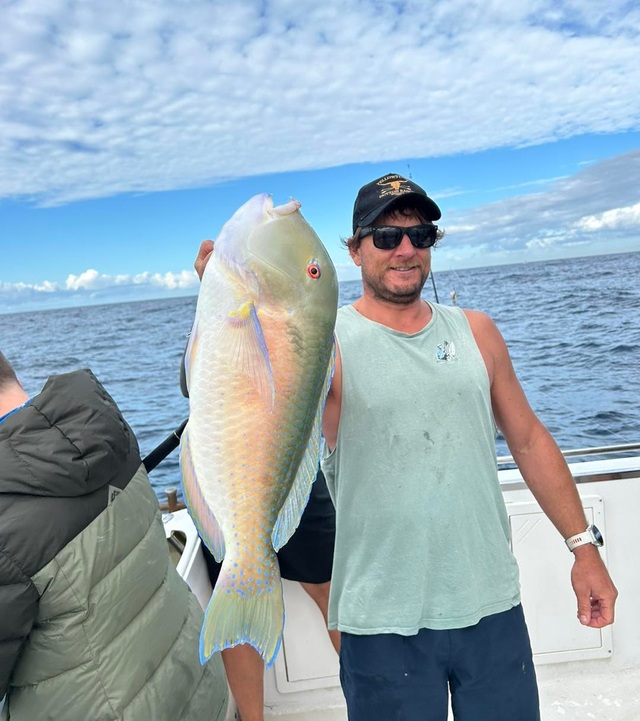 Tuskfish on the chew - Gympie Today