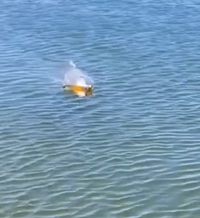 Bottle-nose dolphin goes viral - Gympie Today