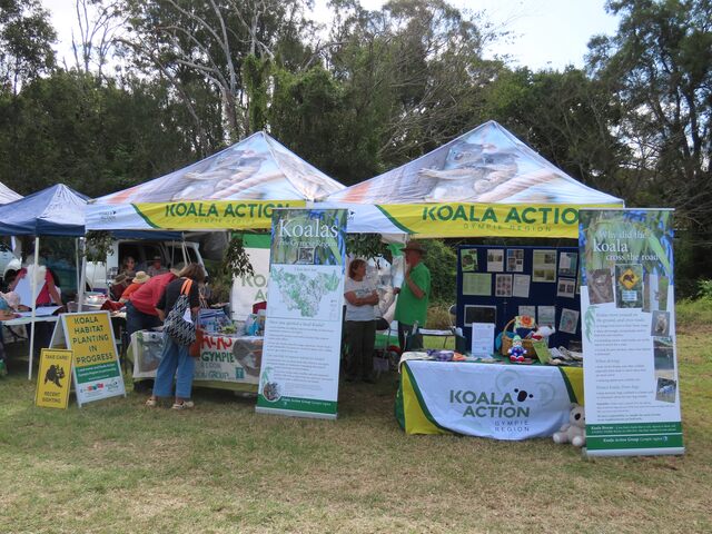 10 year milestone for koala group - Gympie Today
