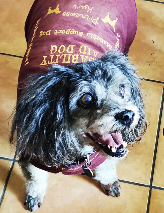 Kari the wonder dog - Gympie Today