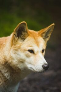 Dingo bites 12 year old - Gympie Today